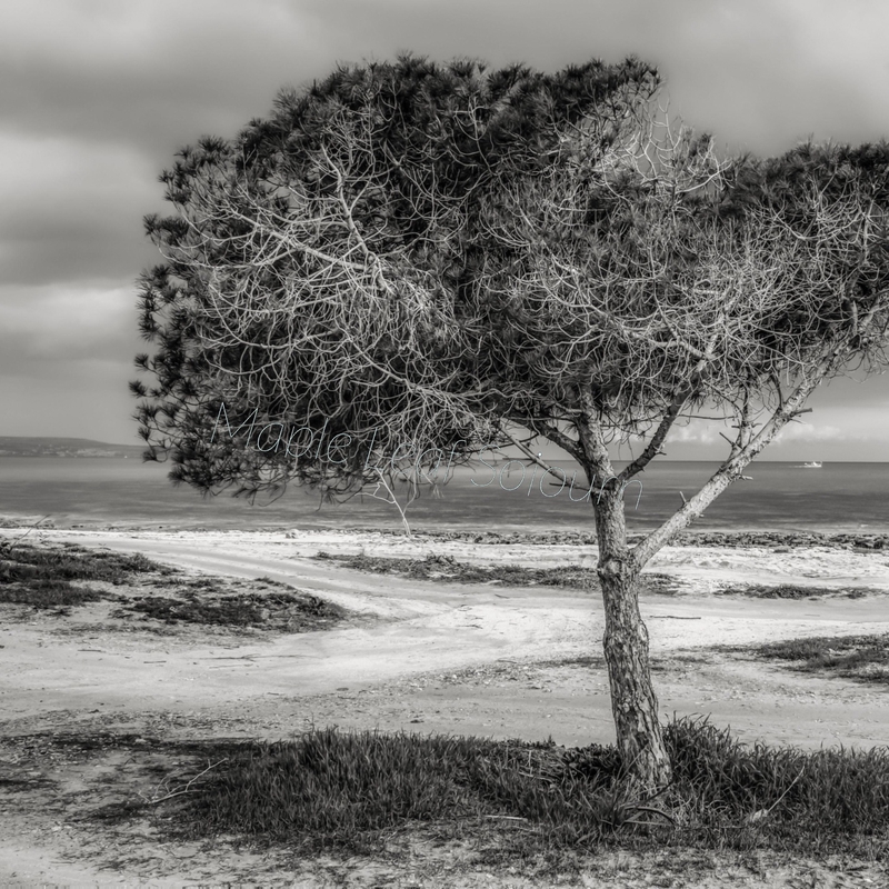 ”Soothing Harmony” by Arctic Comfort - トラック・歌詞情報 | AWA