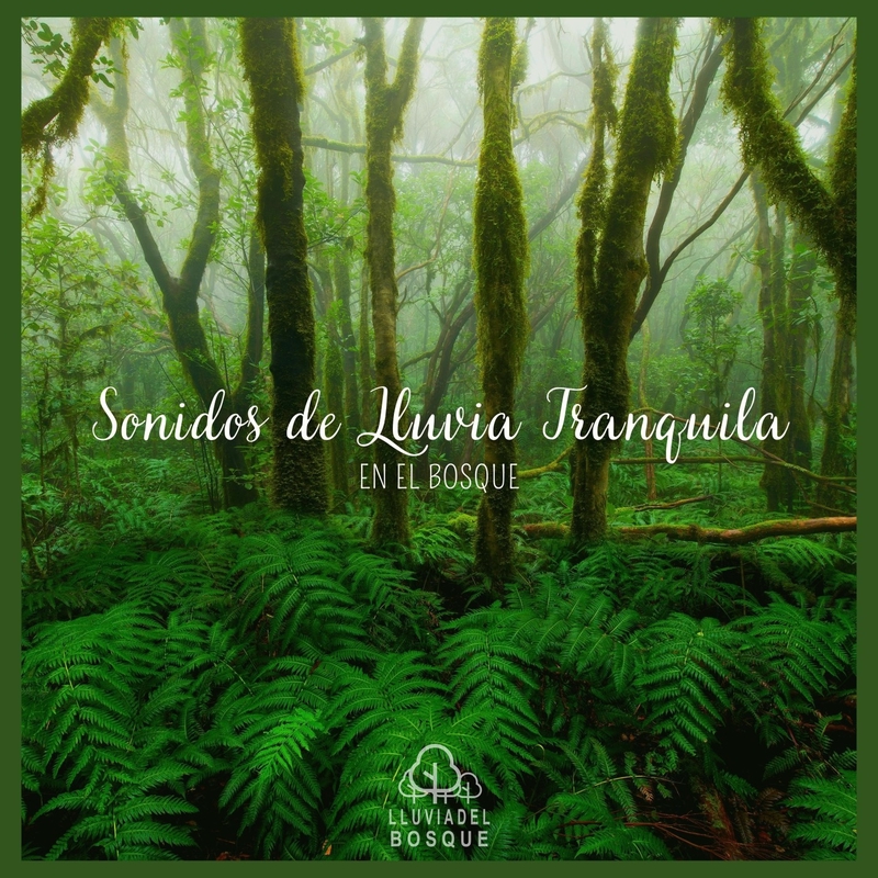 ”Sonidos de Lluvia Tranquila en el Bosque, Pt. 33” by Lluvia del Bosque ...