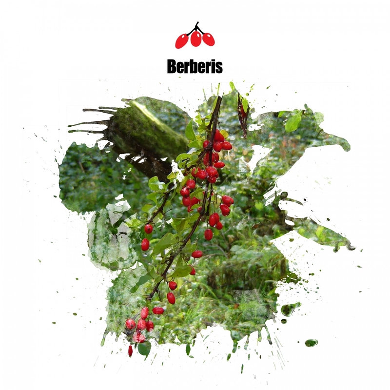 ”Darsi (Original Mix)” by Anton Fitz - トラック・歌詞情報 | AWA