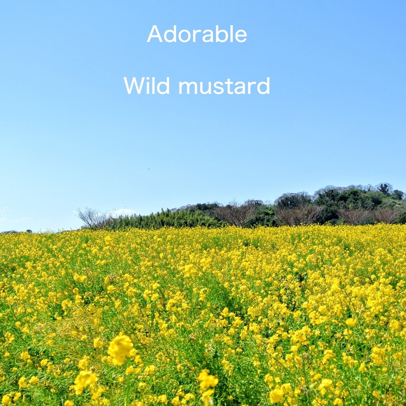 ”Turkish March Minimalist Version” by Wild mustard - トラック・歌詞情報 | AWA