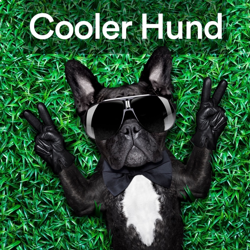 Cooler Hund - アルバム情報 | AWA