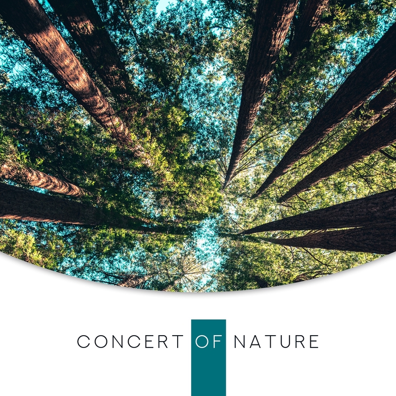 ”In Natural Trance” by Relaxing Nature Sounds Collection - トラック・歌詞情報 | AWA