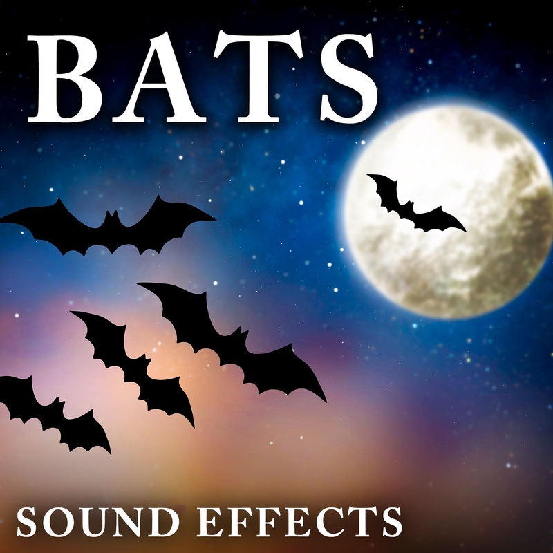 ”Pigmy Bat Bites and Grunts” by Sound Ideas - トラック・歌詞情報 | AWA